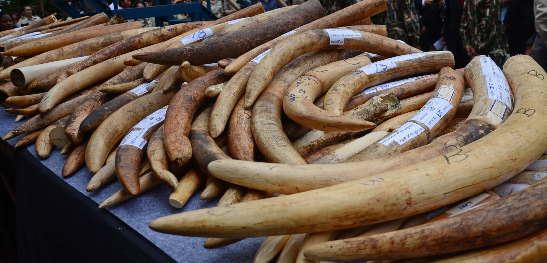 Endangering Animals Is Hazardous to Your Health | Al Majalla