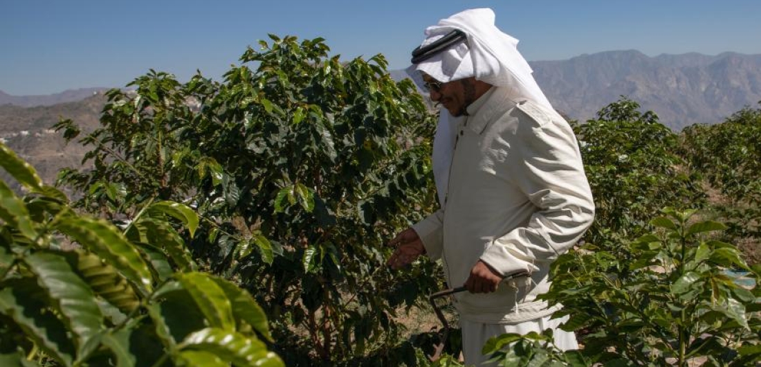 Saudi Considers Wheat Growing after Price Surge | Al Majalla