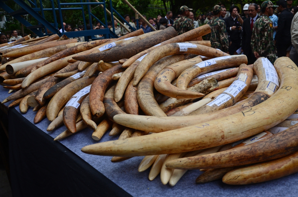 Endangering Animals Is Hazardous to Your Health | Al Majalla