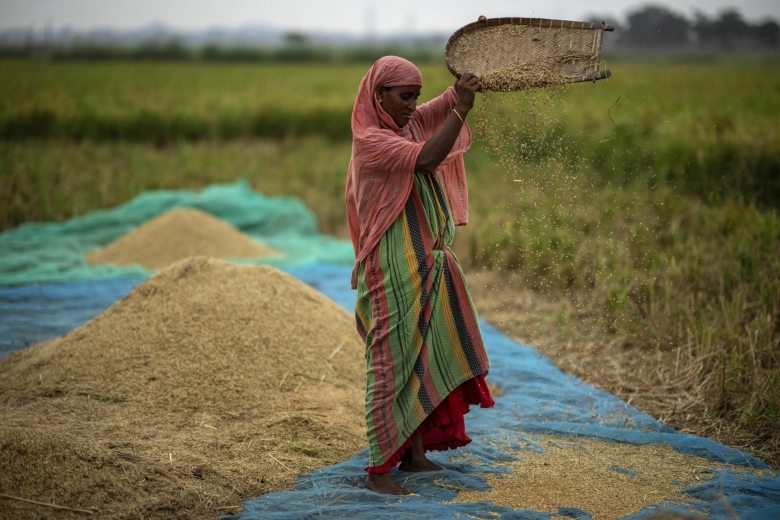 India rice ban places strain on already vulnerable global food supply ...